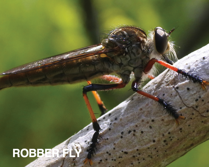 Beneficial insects for the garden - Predatory Insects | Searles Gardening